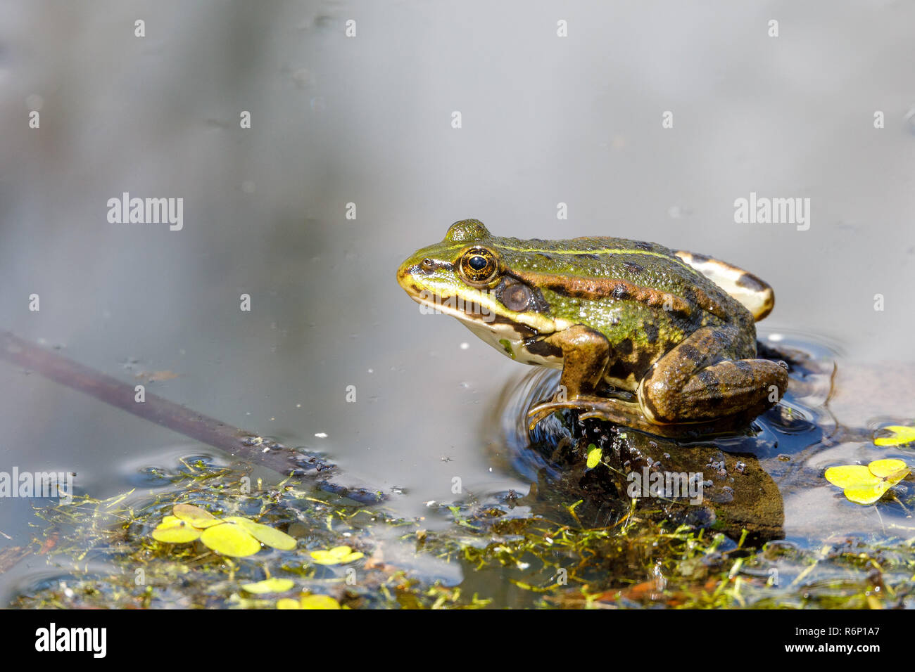 Beautiful marsh frog, European wildlife Stock Photo - Alamy