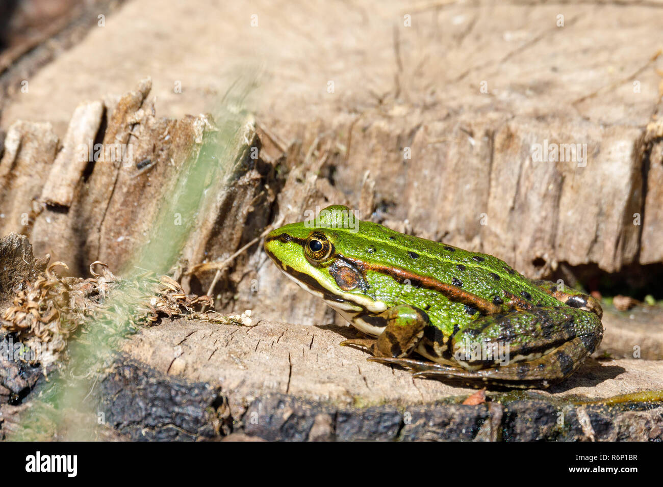 Beautiful marsh frog, European wildlife Stock Photo - Alamy