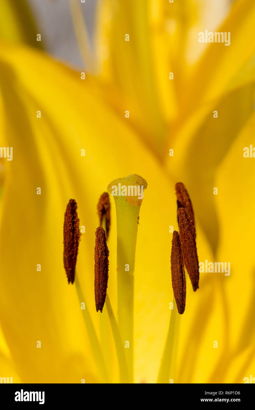 beautiful lily flower in bloom Stock Photo - Alamy