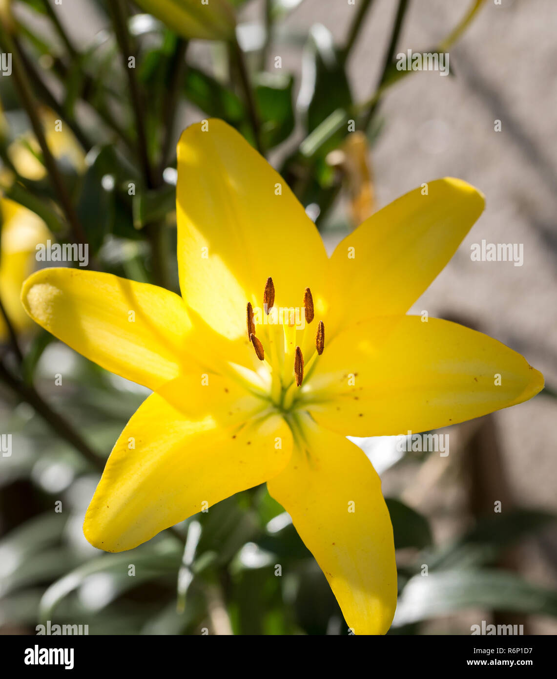 beautiful lily flower in bloom Stock Photo - Alamy