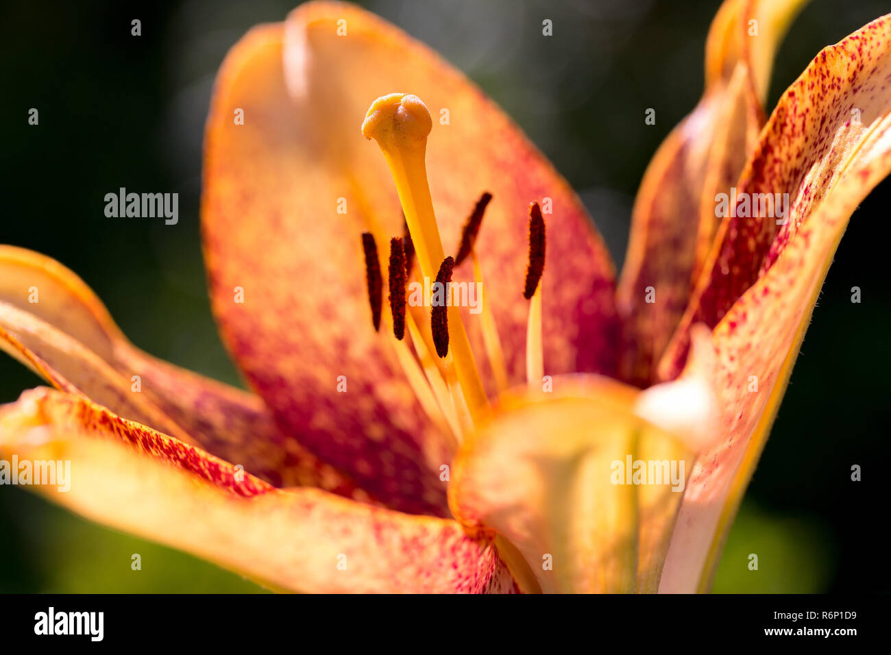 beautiful lily flower in bloom Stock Photo - Alamy