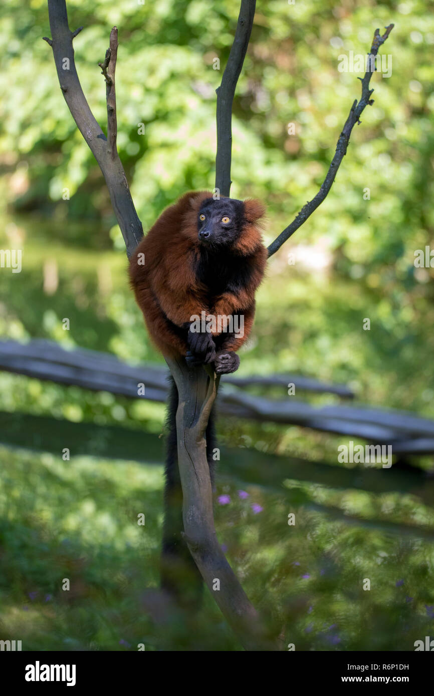 Red ruffed lemur, Varecia rubra Stock Photo - Alamy