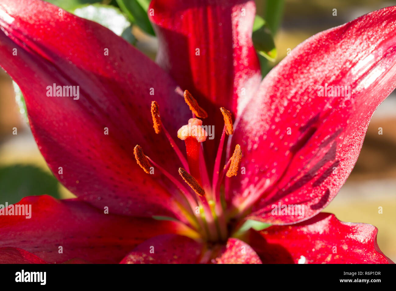 beautiful lily flower in bloom Stock Photo - Alamy