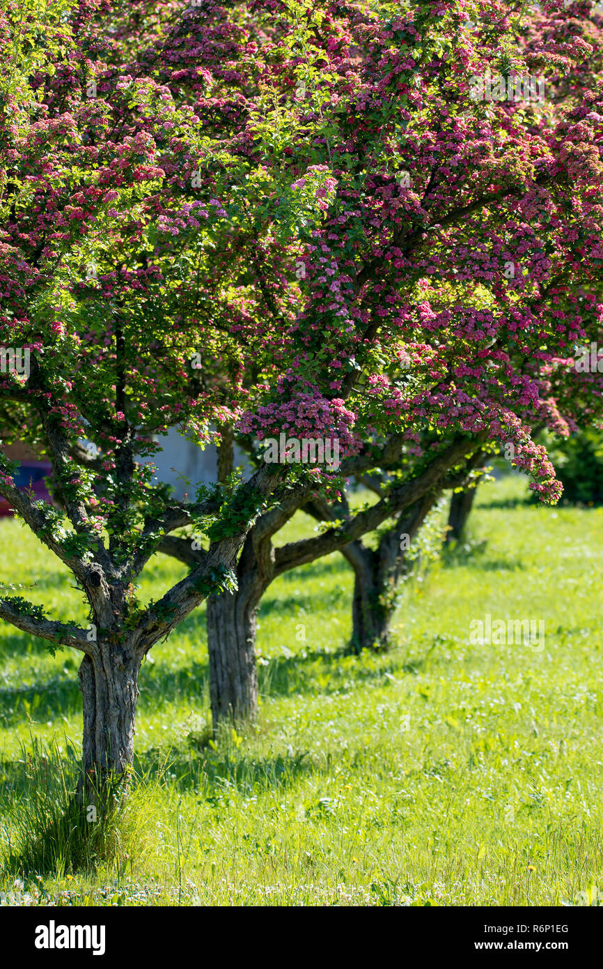 Pink flowers hawthorn tree Stock Photo - Alamy
