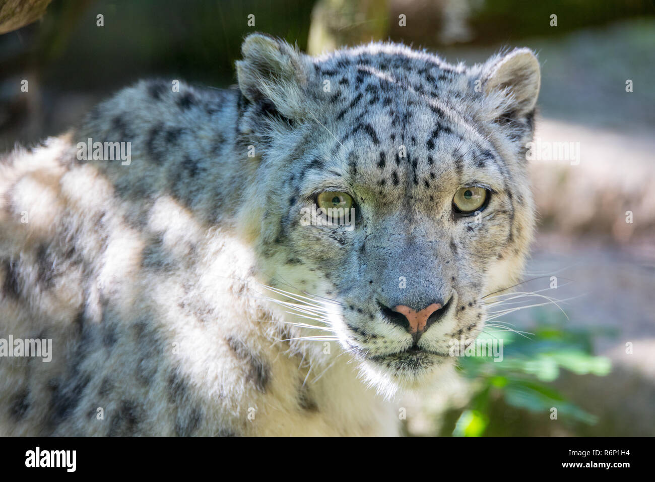 snow leopard - Irbis Stock Photo - Alamy