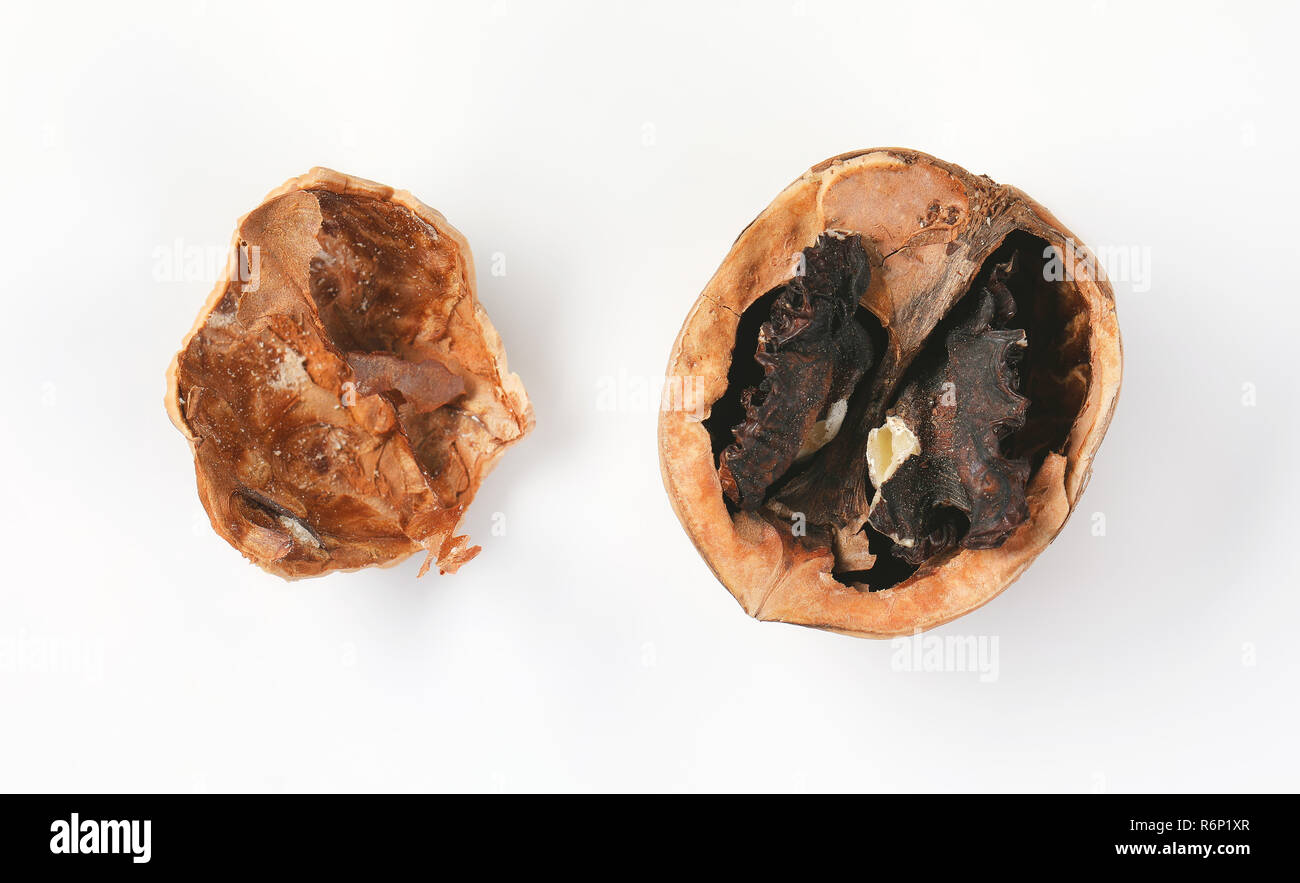 Top two shells hi-res stock photography and images - Alamy