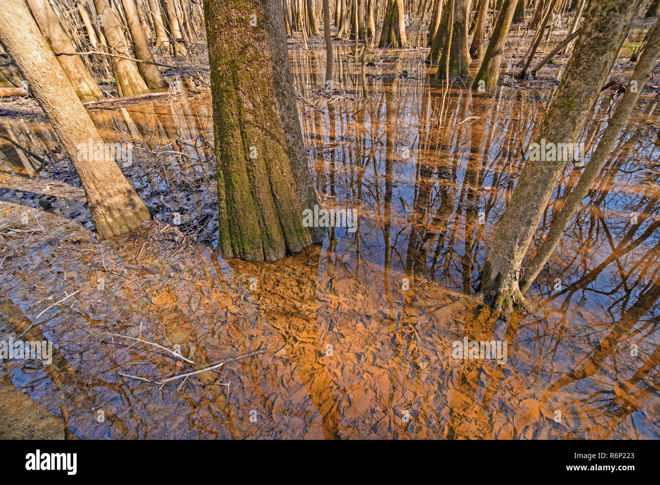 Old growth bottomland hardwood trees hi-res stock photography and ...