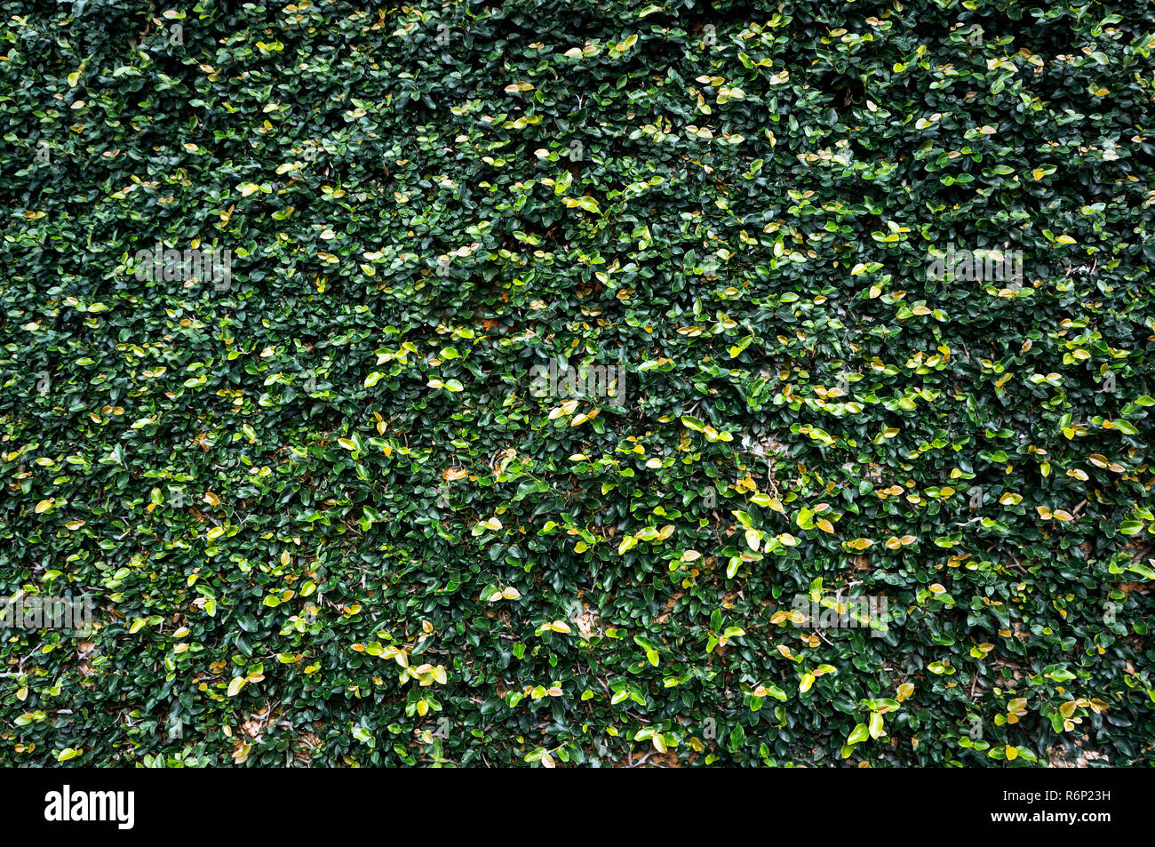 ficus pumila bindwwed wall covered Stock Photo - Alamy
