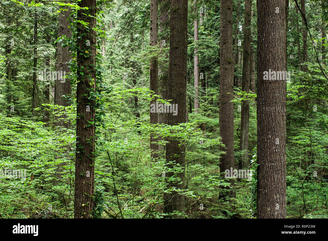 forest trunks woods environment wildlife Stock Photo - Alamy