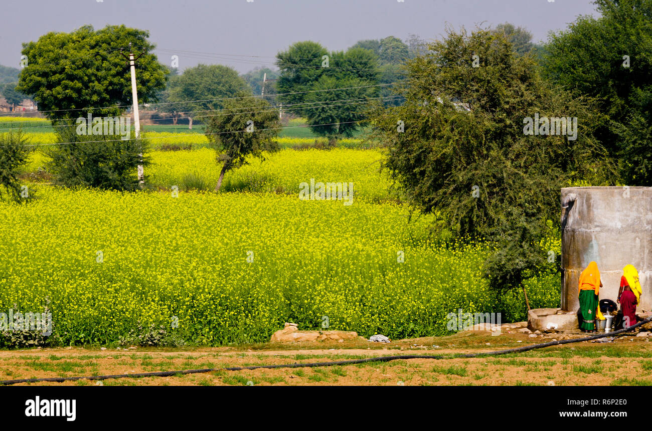 Mustard field india hi-res stock photography and images - Alamy