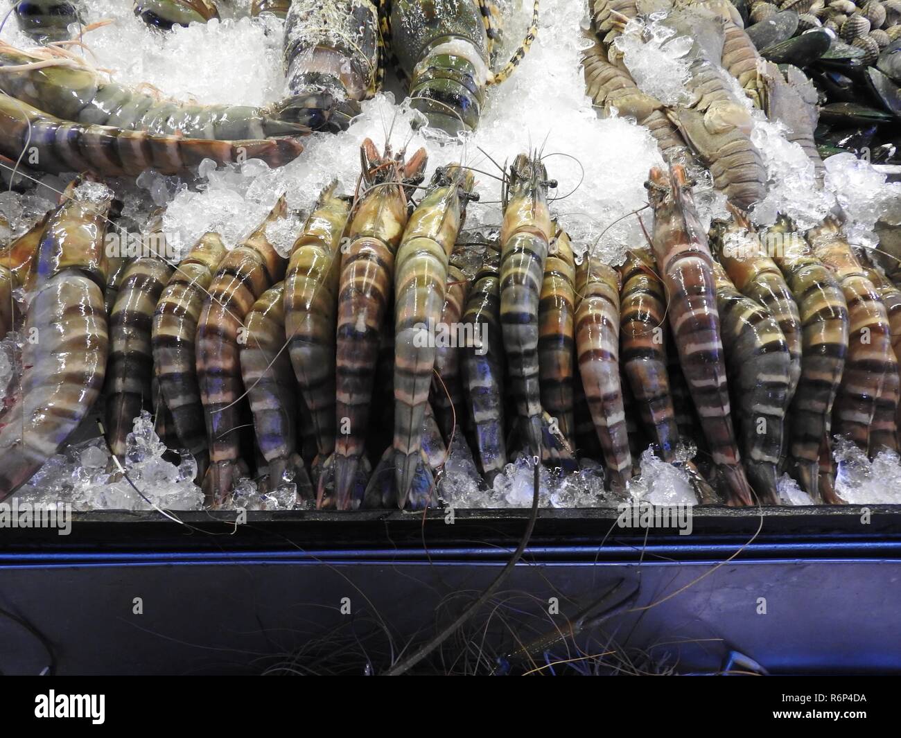 Tiger lobsters hi-res stock photography and images - Alamy