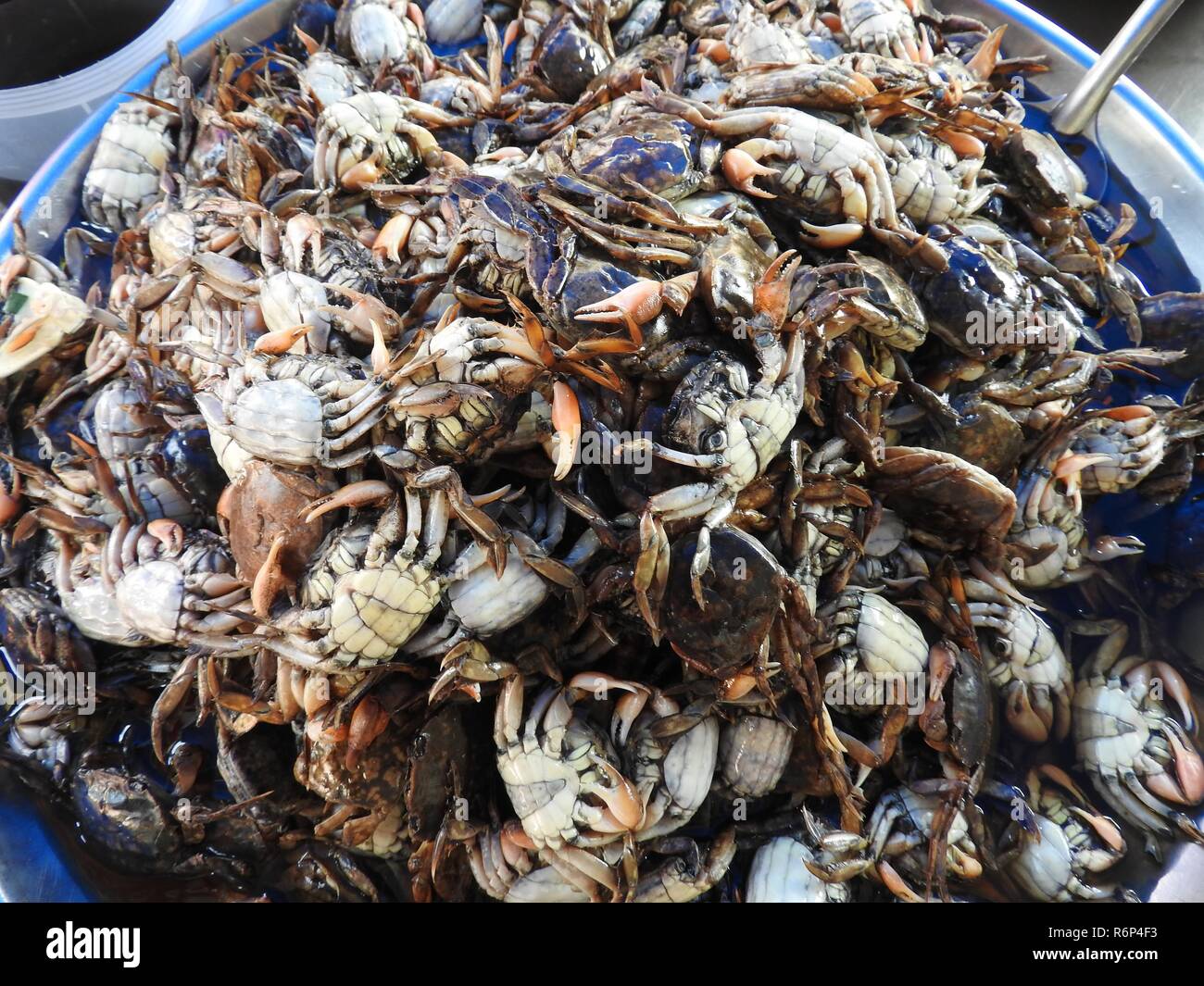 shrimp,lobster,crayfish,clams and squid at a thai market Stock Photo ...