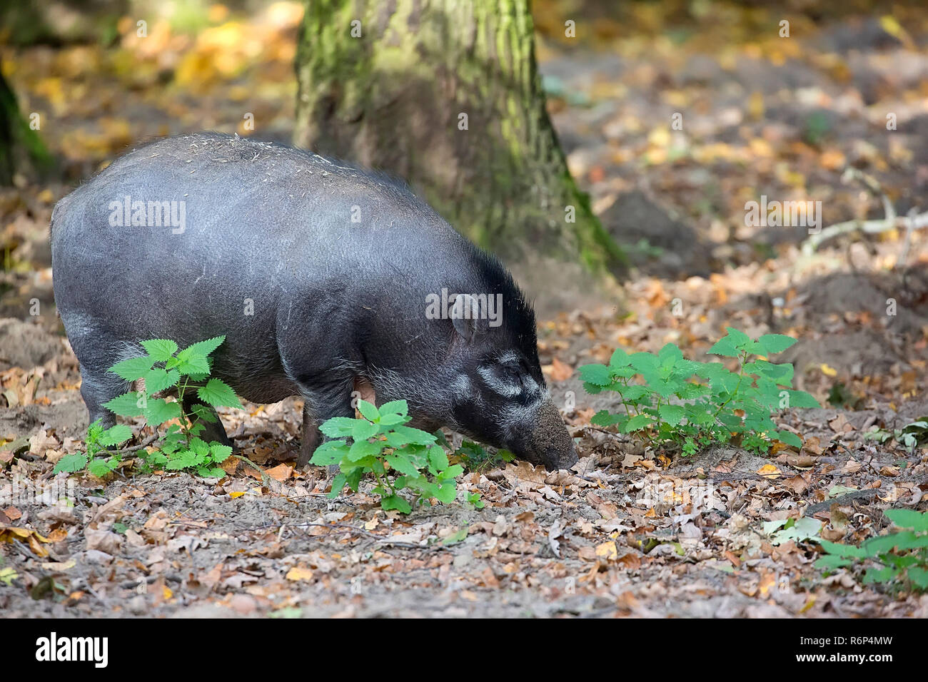 Visayan Warty Pig in the forest Stock Photo - Alamy