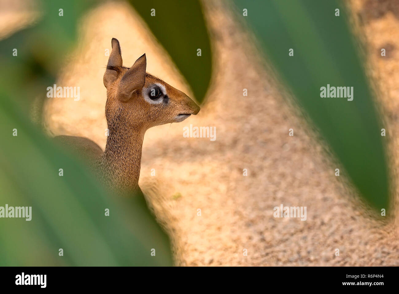 Baby dik dik hi-res stock photography and images - Alamy