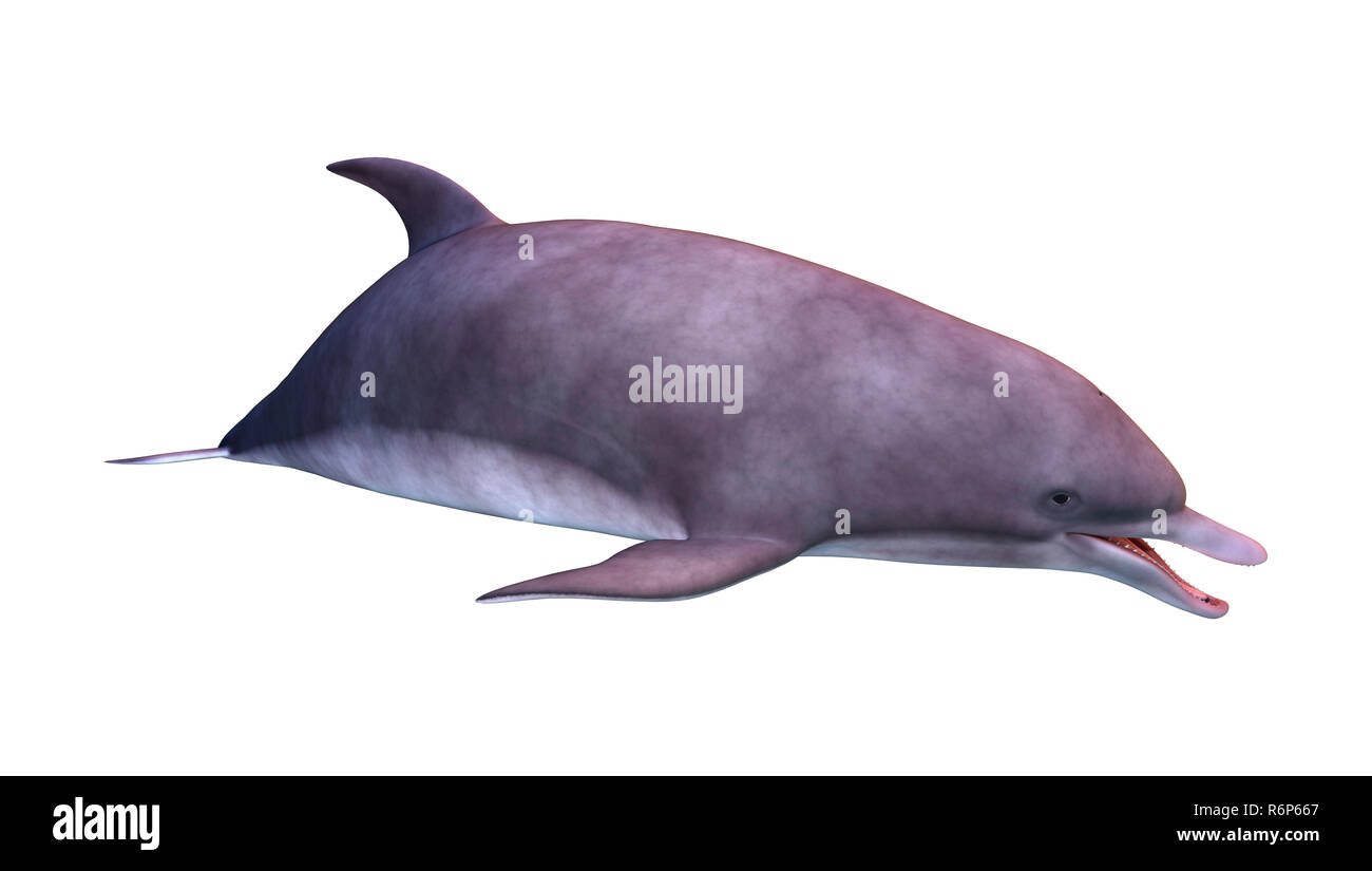Dolphin rendering hi-res stock photography and images - Alamy