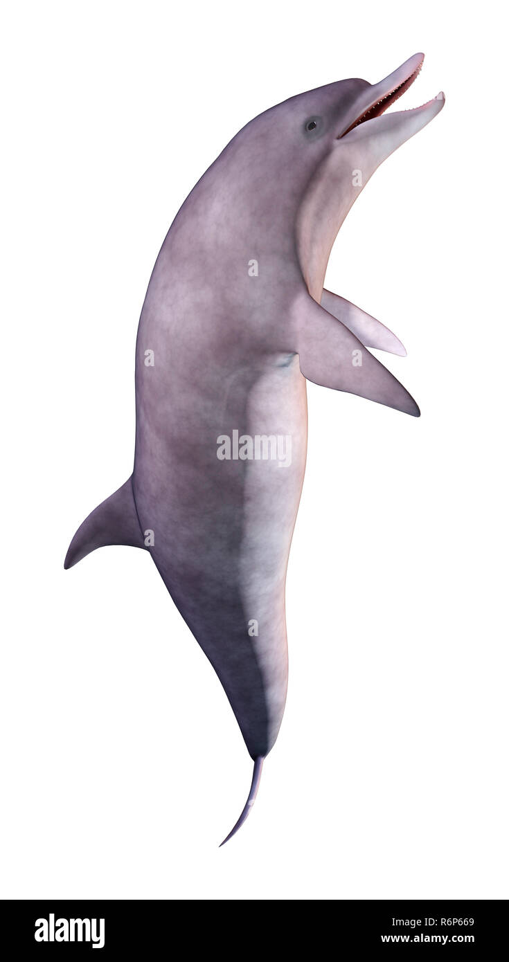 3D Rendering Dolphin on White Stock Photo - Alamy