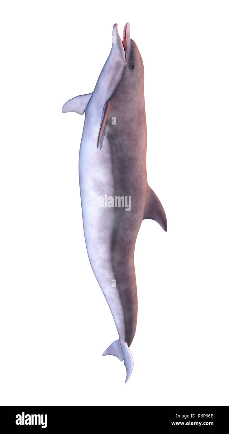 3D Rendering Dolphin on White Stock Photo - Alamy