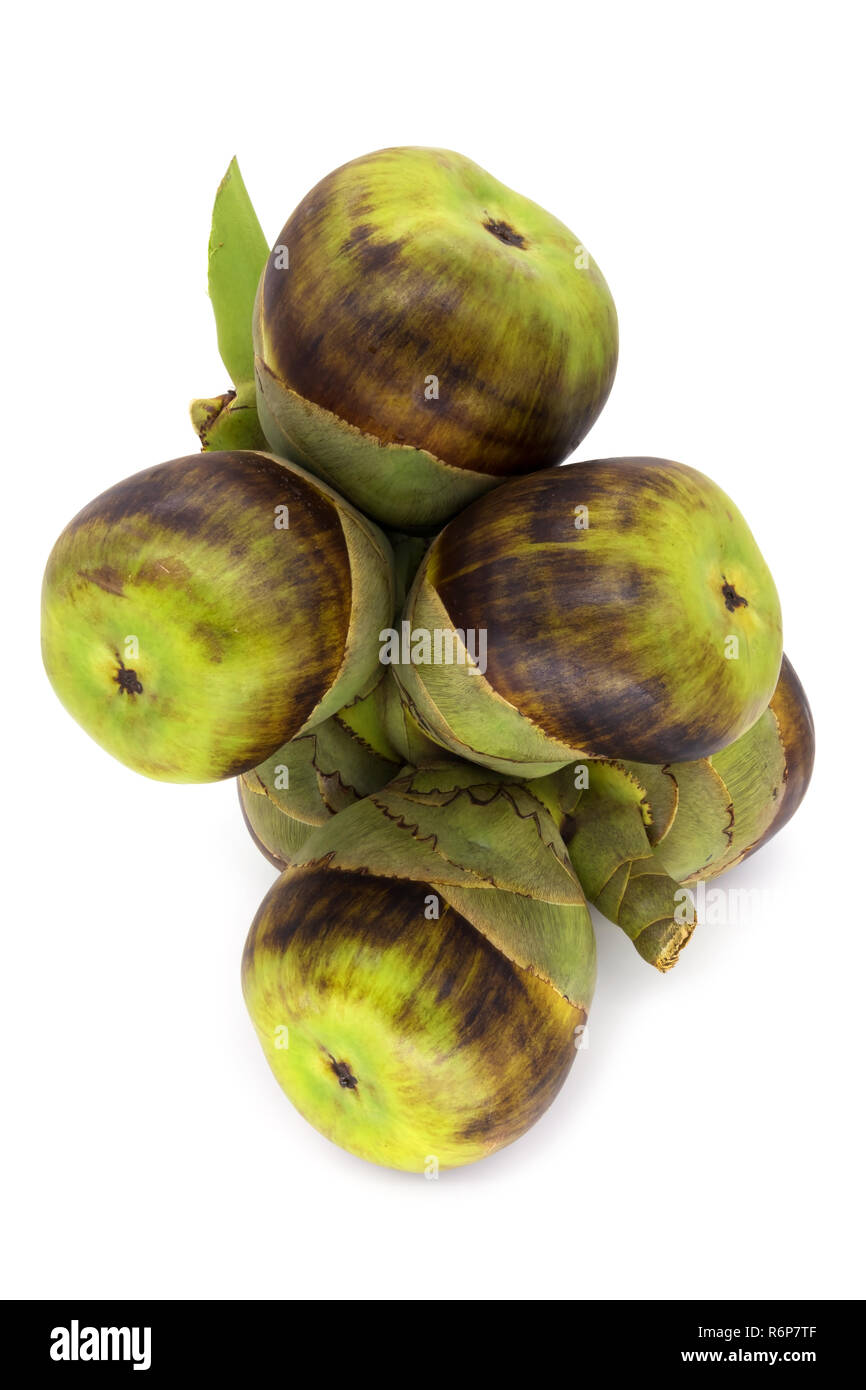 Palm tree nut hi-res stock photography and images - Alamy