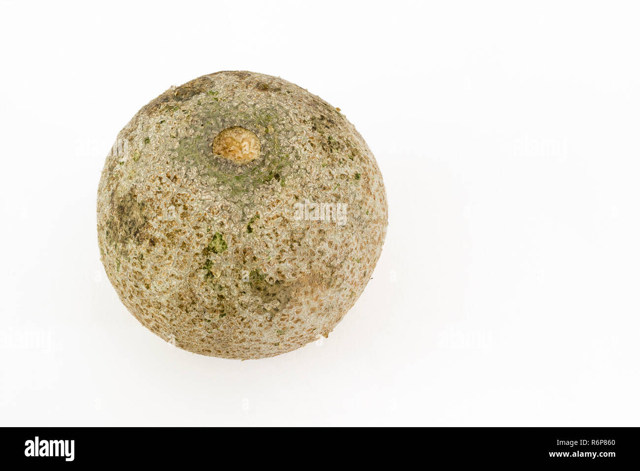 Woodapple Fruit