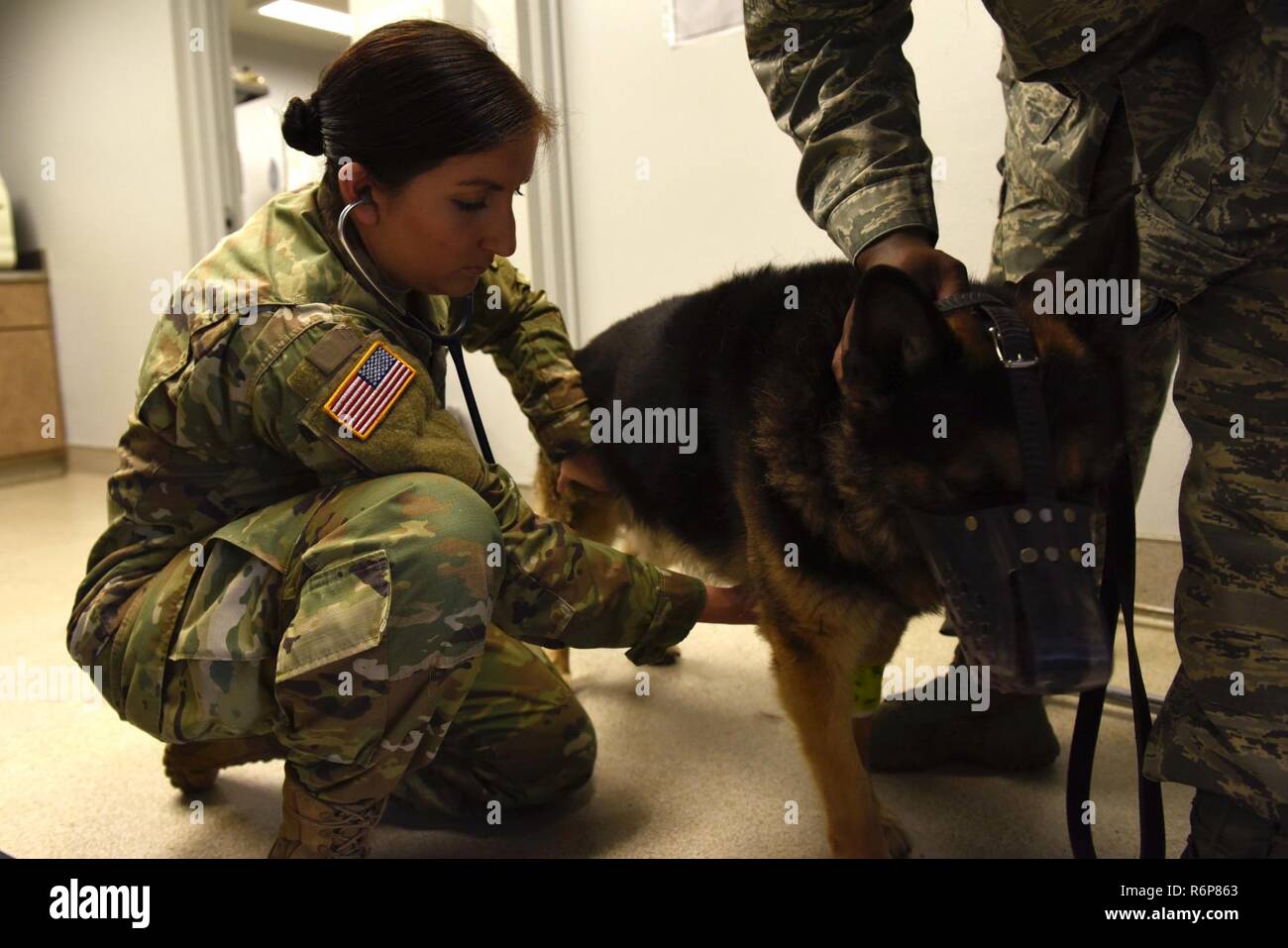 U.S. Army Capt. Sarah Merriday, Public Health Activity Veterinary Corps ...