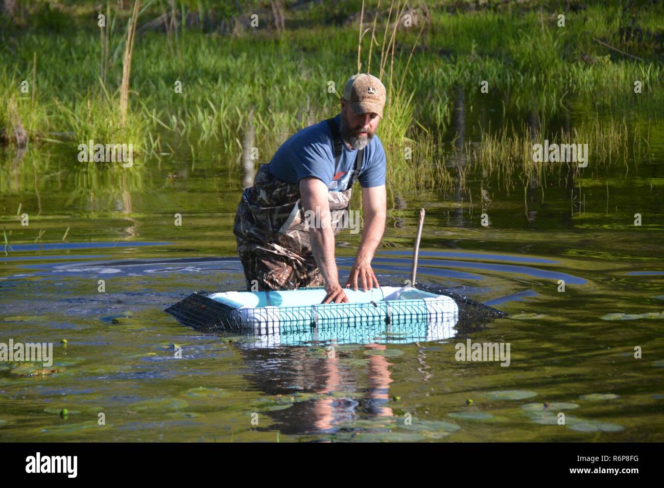 Chris Akios examines a basking trap to see if any spotted turtles have ...