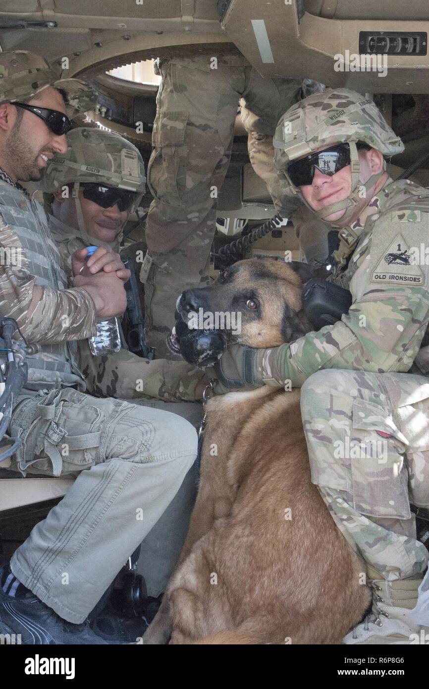 Kelly, a working security dog for Advising Platform Lightning, gets ...