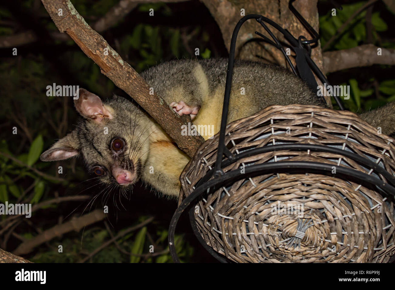 Possum brush hi-res stock photography and images - Alamy