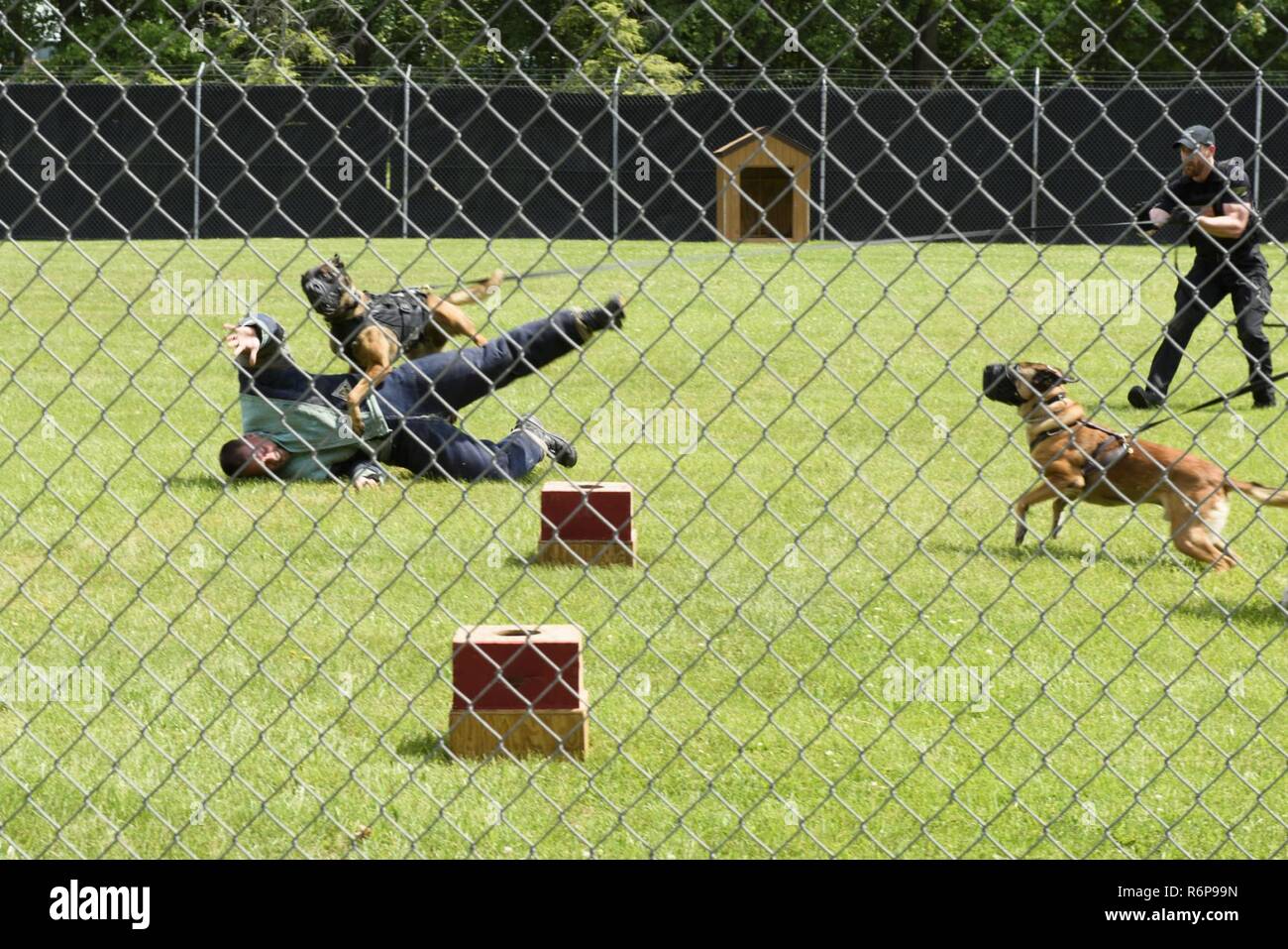 United States Secret Service photo of canine and handler during ...