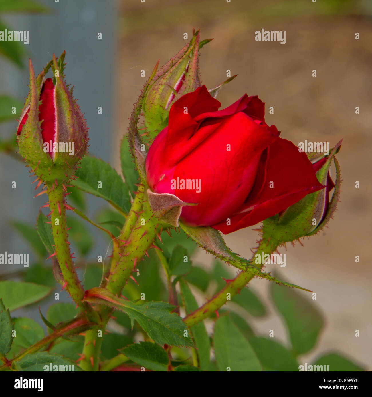 Miniture rose hi-res stock photography and images - Alamy