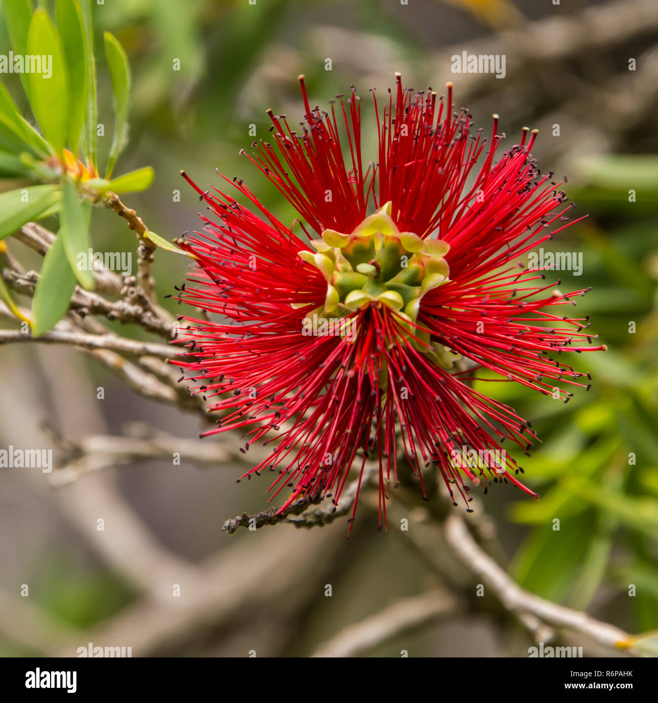 Australian bottlebrush hi-res stock photography and images - Alamy