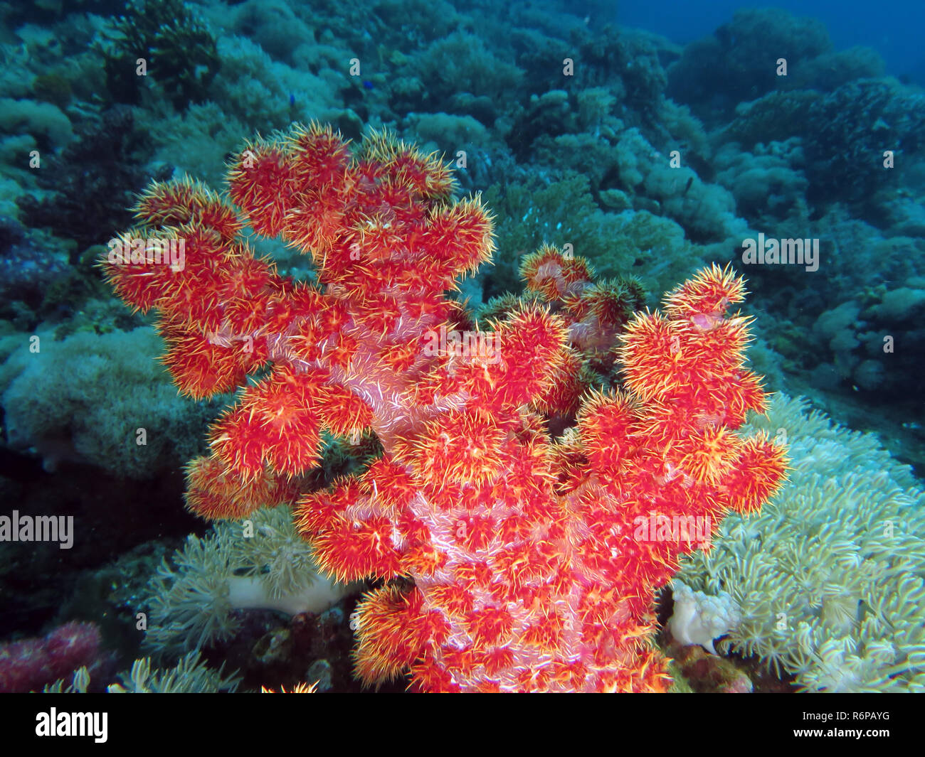 Dendronephthya spec hi-res stock photography and images - Alamy