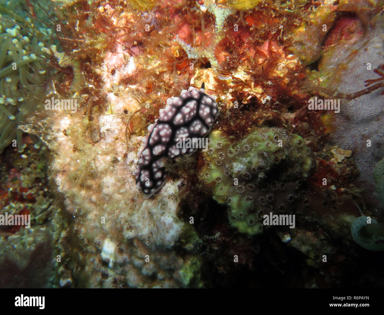 Warty sea slug hi-res stock photography and images - Alamy