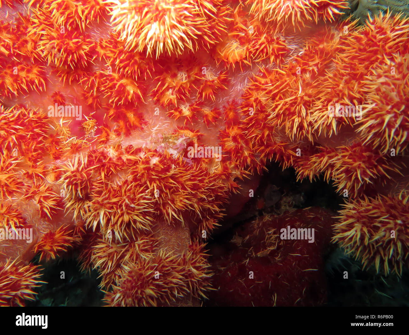 soft coral dendronephthya spec Stock Photo - Alamy