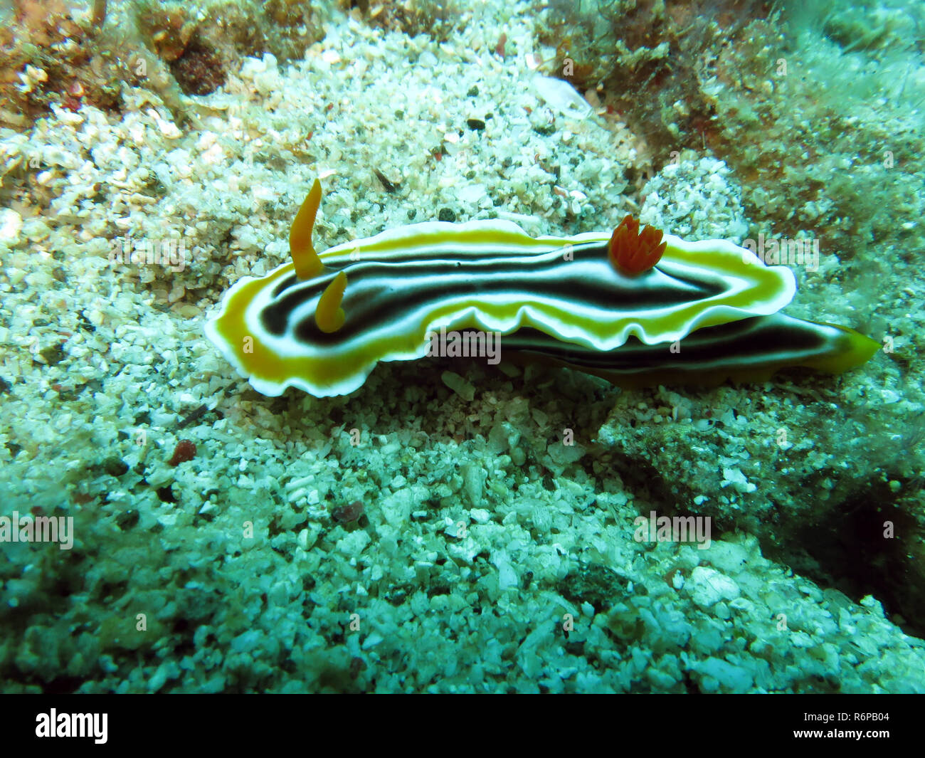 banded star snail (chromodoris magnifica Stock Photo - Alamy