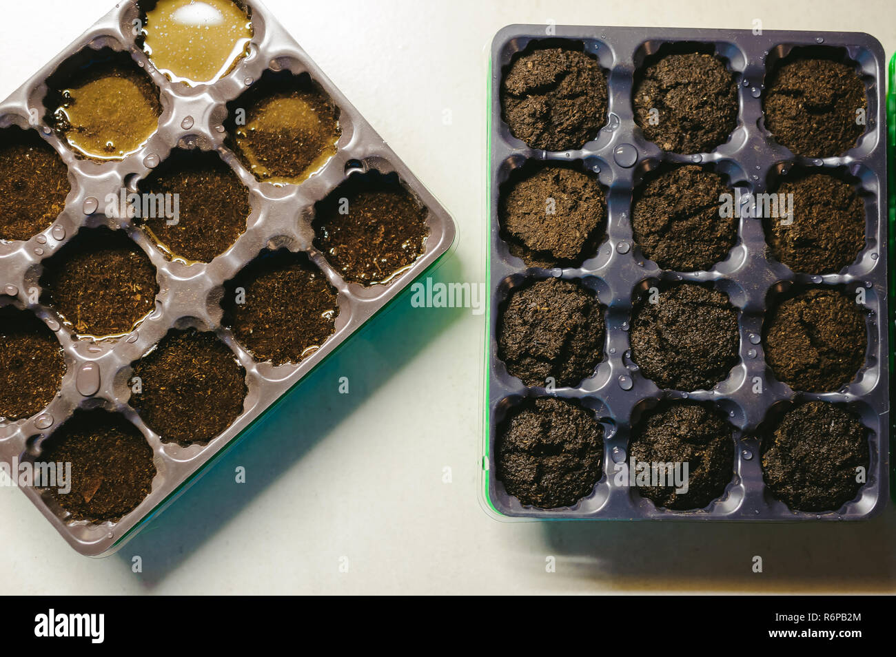 planting seeds at home in special containers Stock Photo - Alamy
