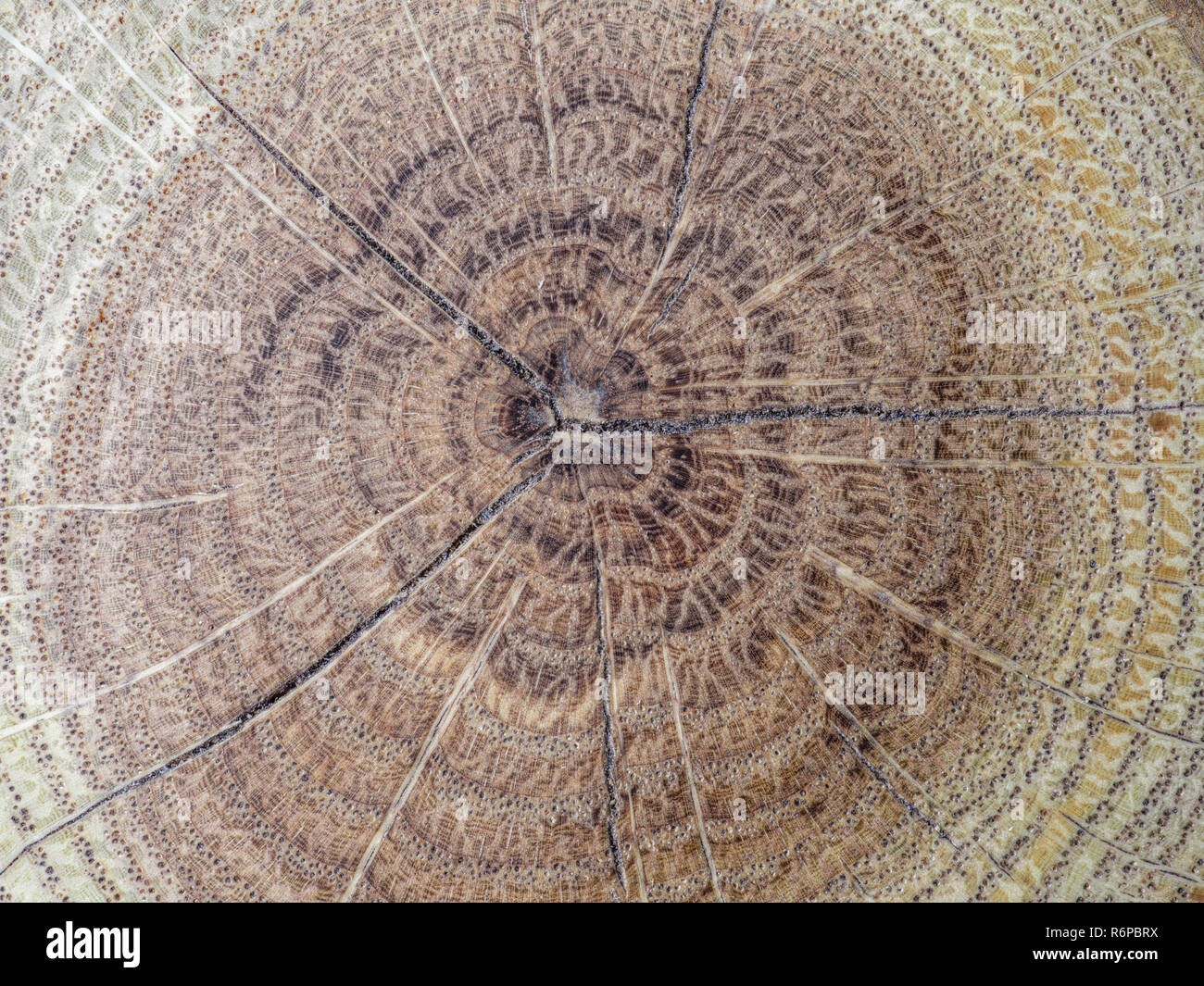 Concentric structure hi-res stock photography and images - Alamy