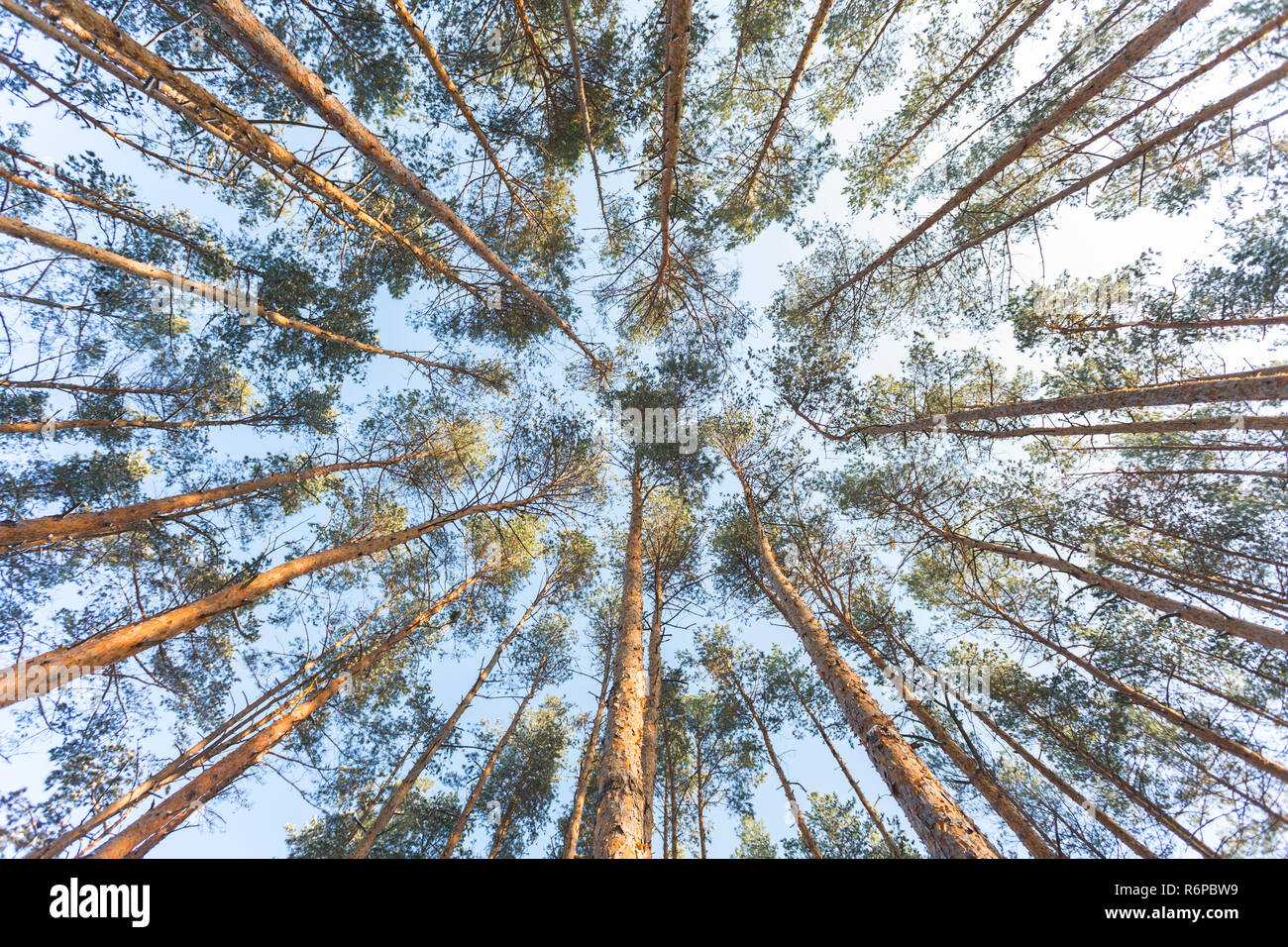 Pine forest photographed from the bottom up Stock Photo - Alamy