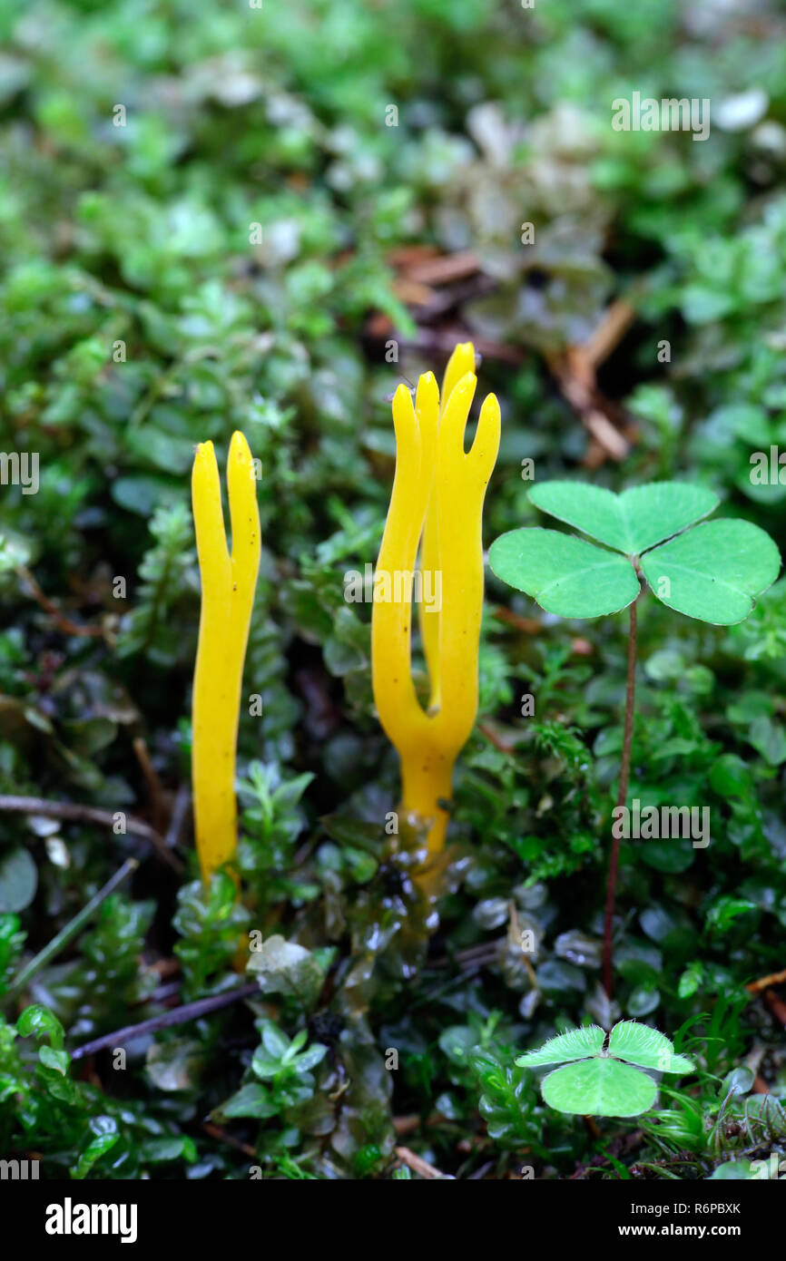 Calocera hi-res stock photography and images - Alamy