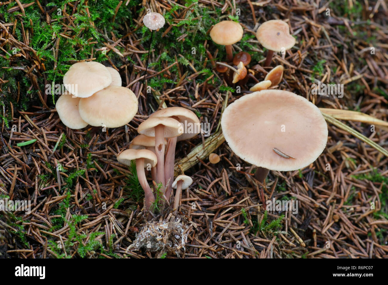 Clustered Collybia, Connopus acervatus Stock Photo - Alamy