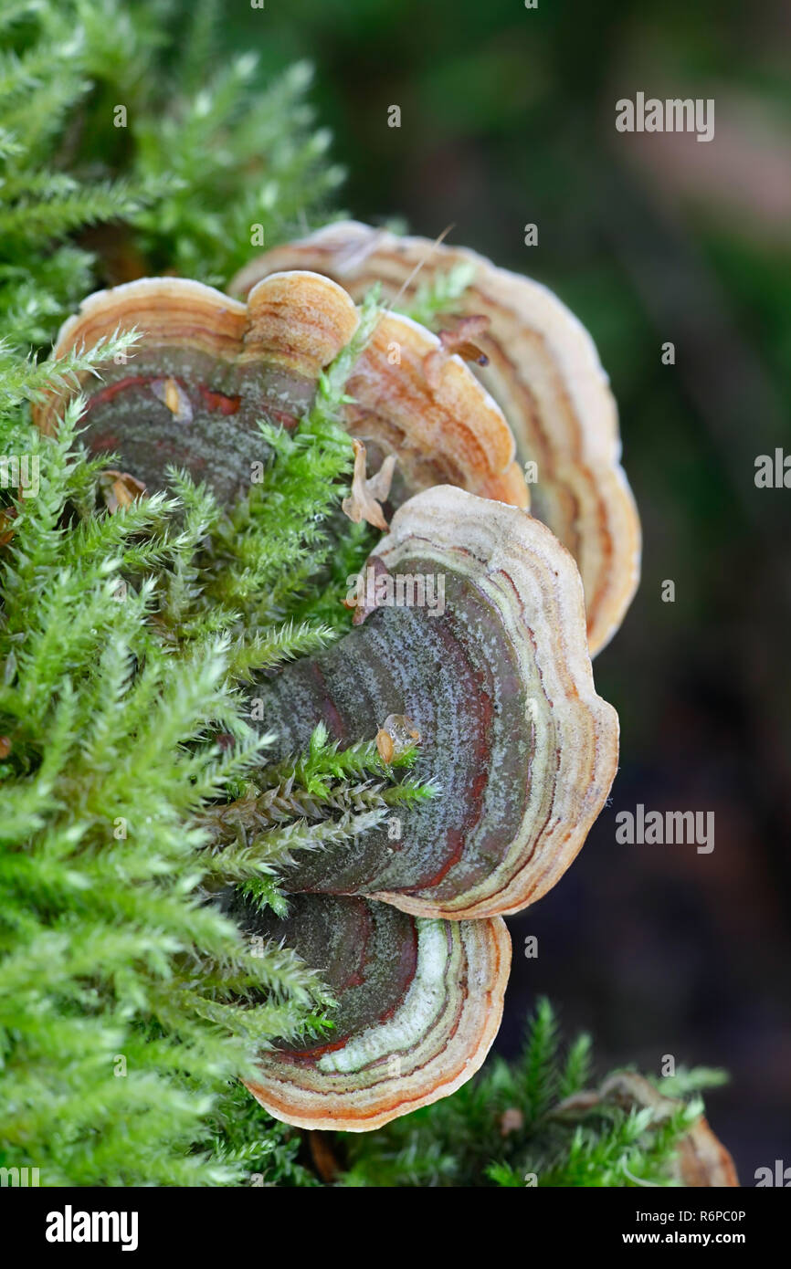 Stereum hi-res stock photography and images - Alamy