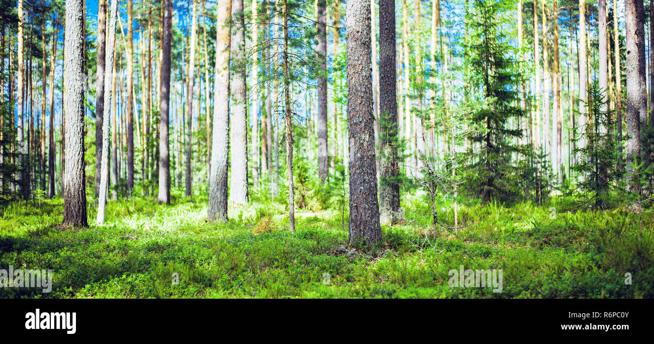 Ecology background outdoor landscape Stock Photo - Alamy