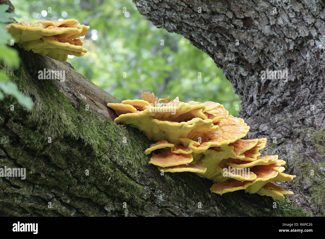 Polypore mushrooms hi-res stock photography and images - Alamy