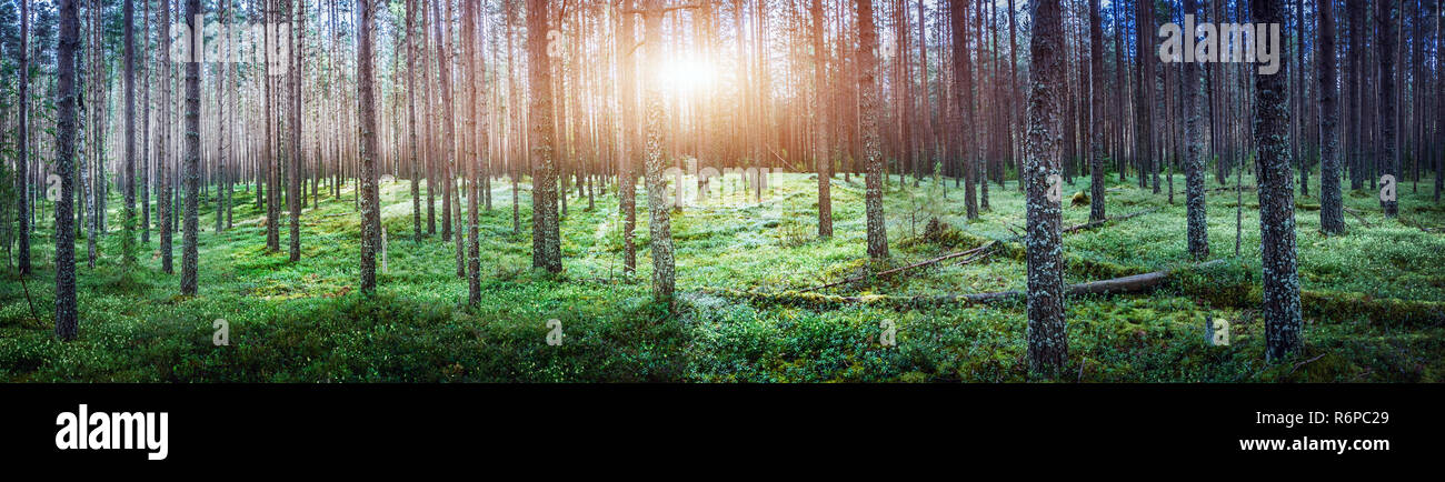Summer forest jungle Stock Photo - Alamy