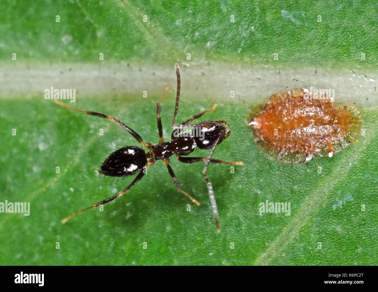 Macro Photography of Tiny Black Garden Ant with Scale Insect on Green ...