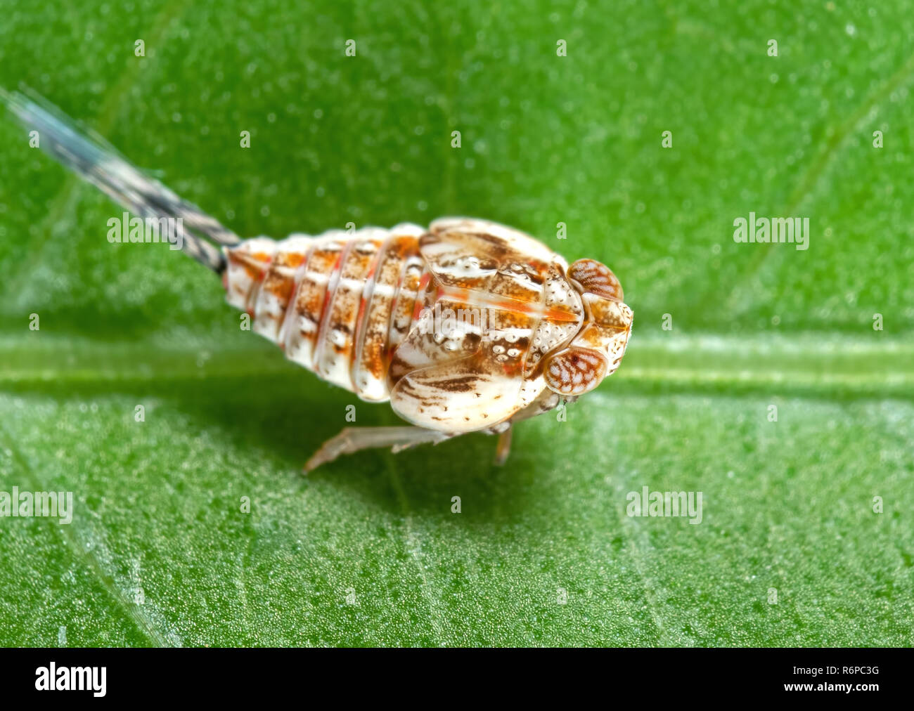 Macro Photography of Planthopper on Green Leaf Stock Photo - Alamy