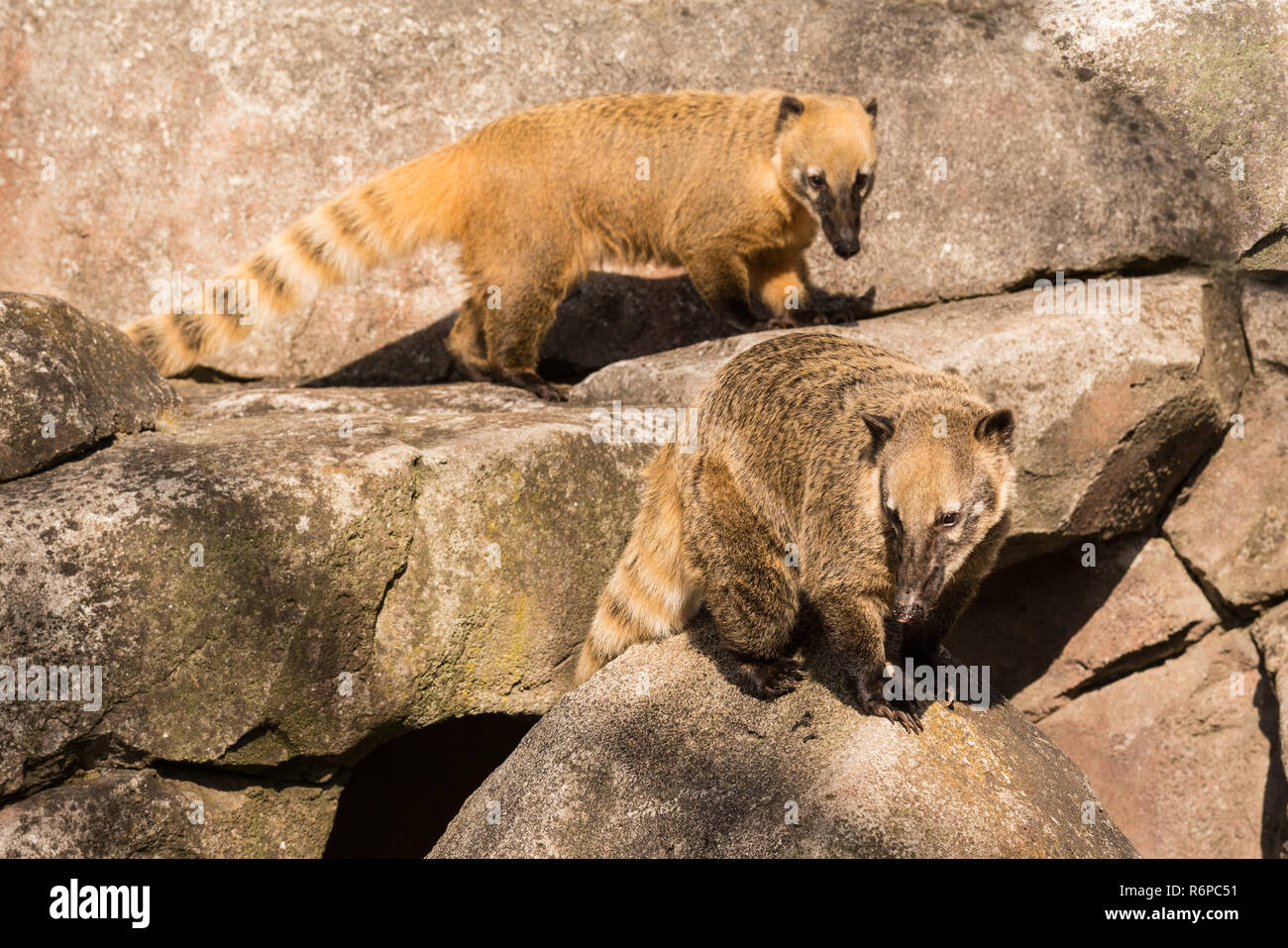 coati on tour Stock Photo - Alamy