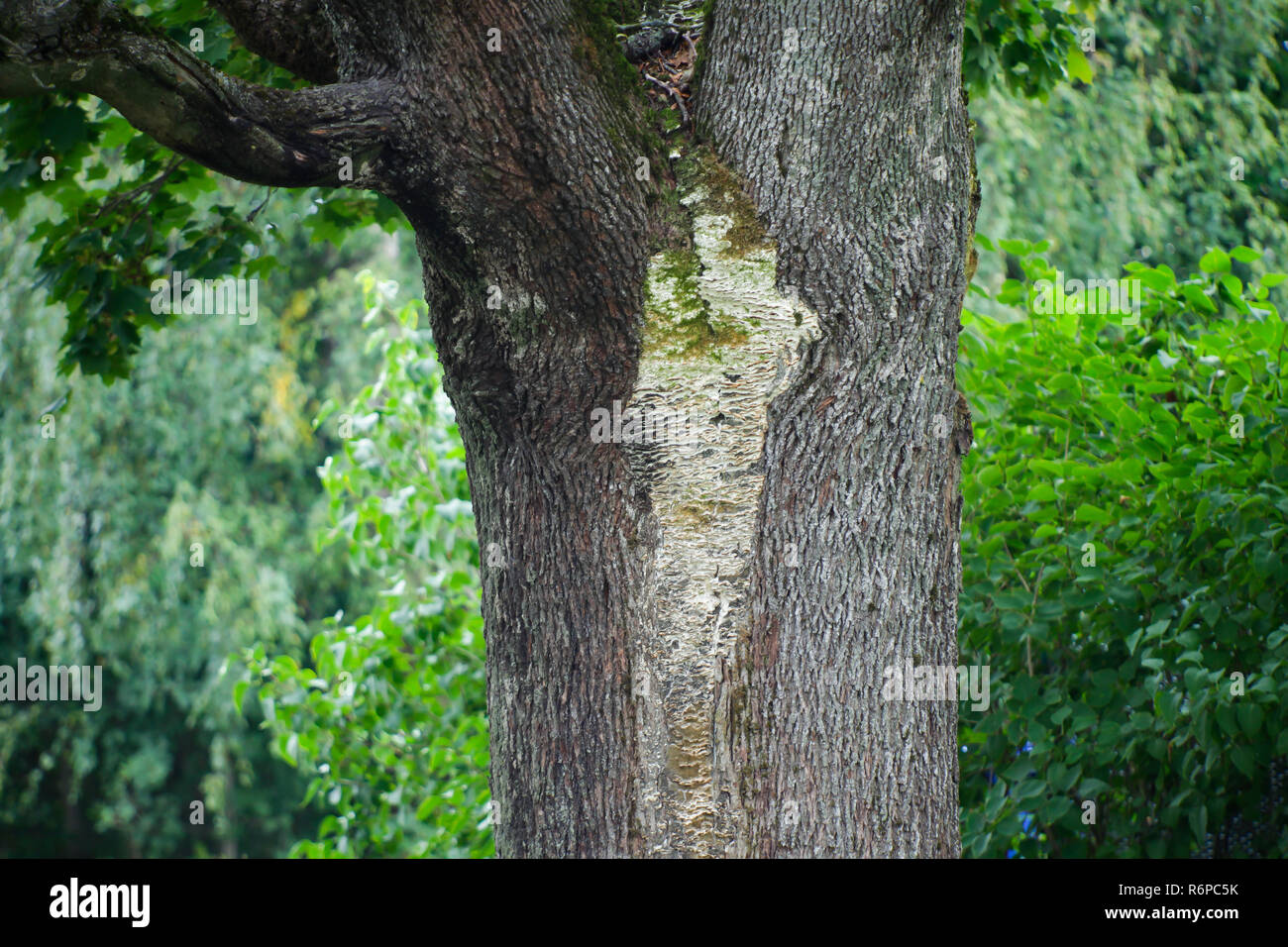 Mossy maple hi-res stock photography and images - Alamy