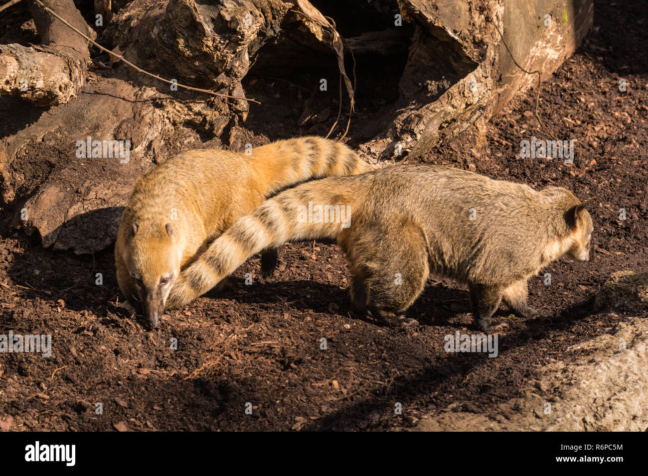 coati on tour Stock Photo - Alamy