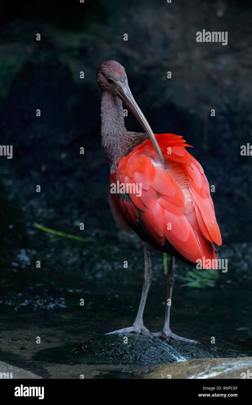 great red scarlet ibis Stock Photo - Alamy