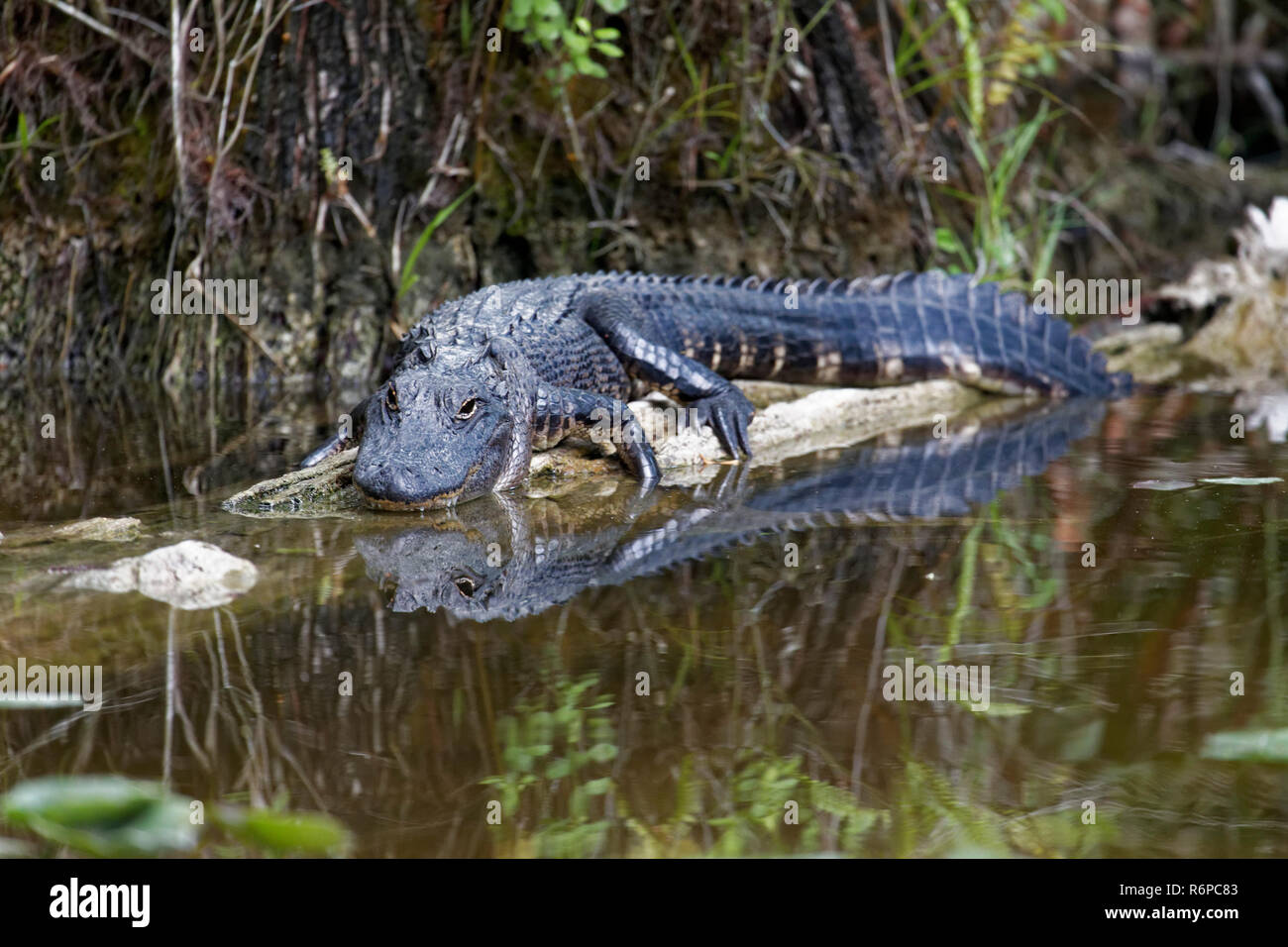 alligator lies on a tree trunk in the wetland Stock Photo - Alamy